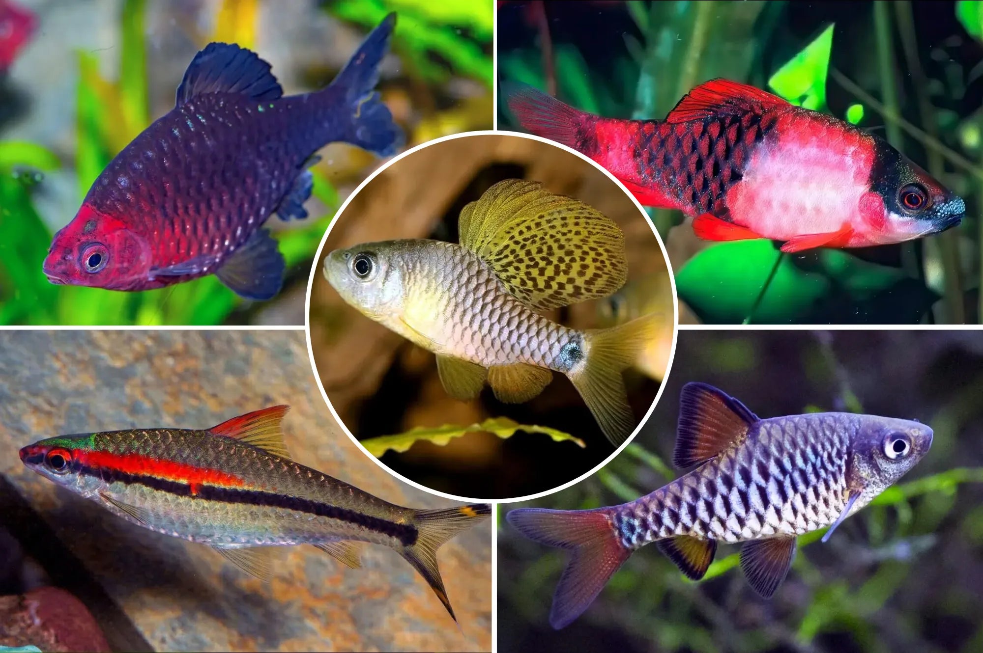 Wholesale Tropical Freshwater Fish | Barbs | 100% Live Arrival ...