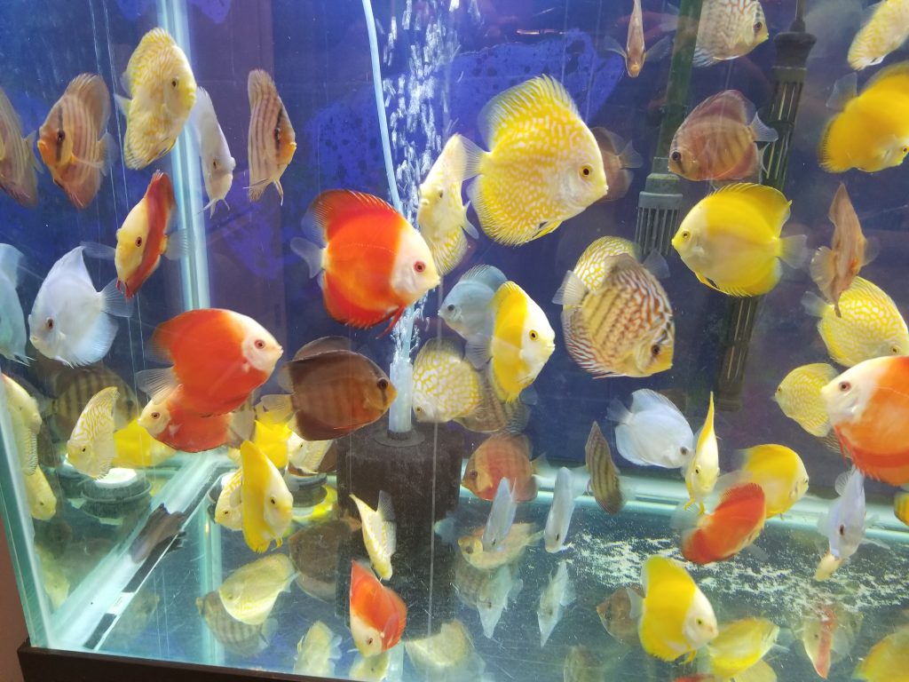 Discus - ASSORTED – Luxury Piscis & Tropics
