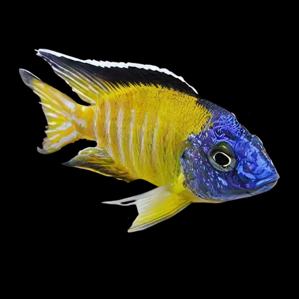 Usisya Peacock African Cichlid – Luxury Piscis & Tropics