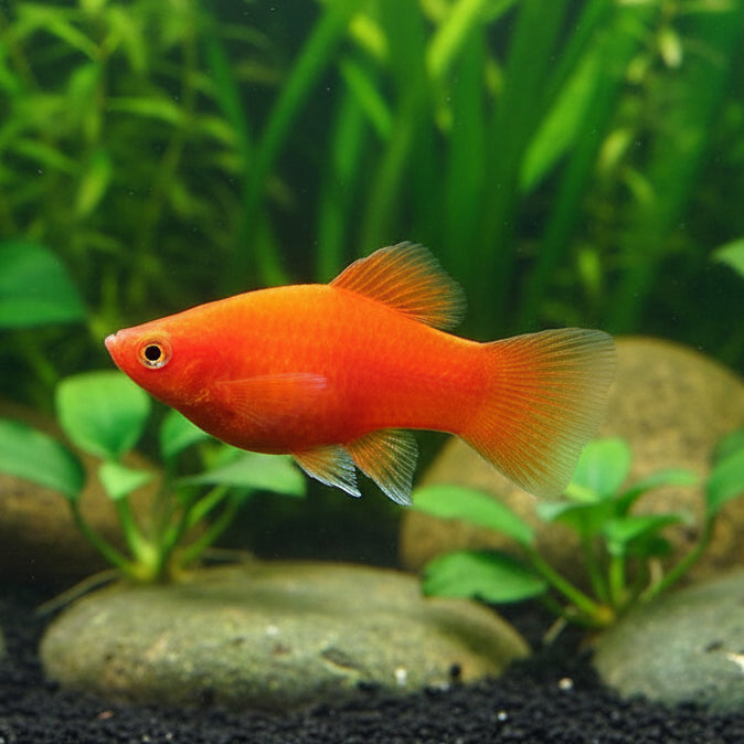 MOLLIES - BLOOD RED MOLLY – Luxury Piscis & Tropics