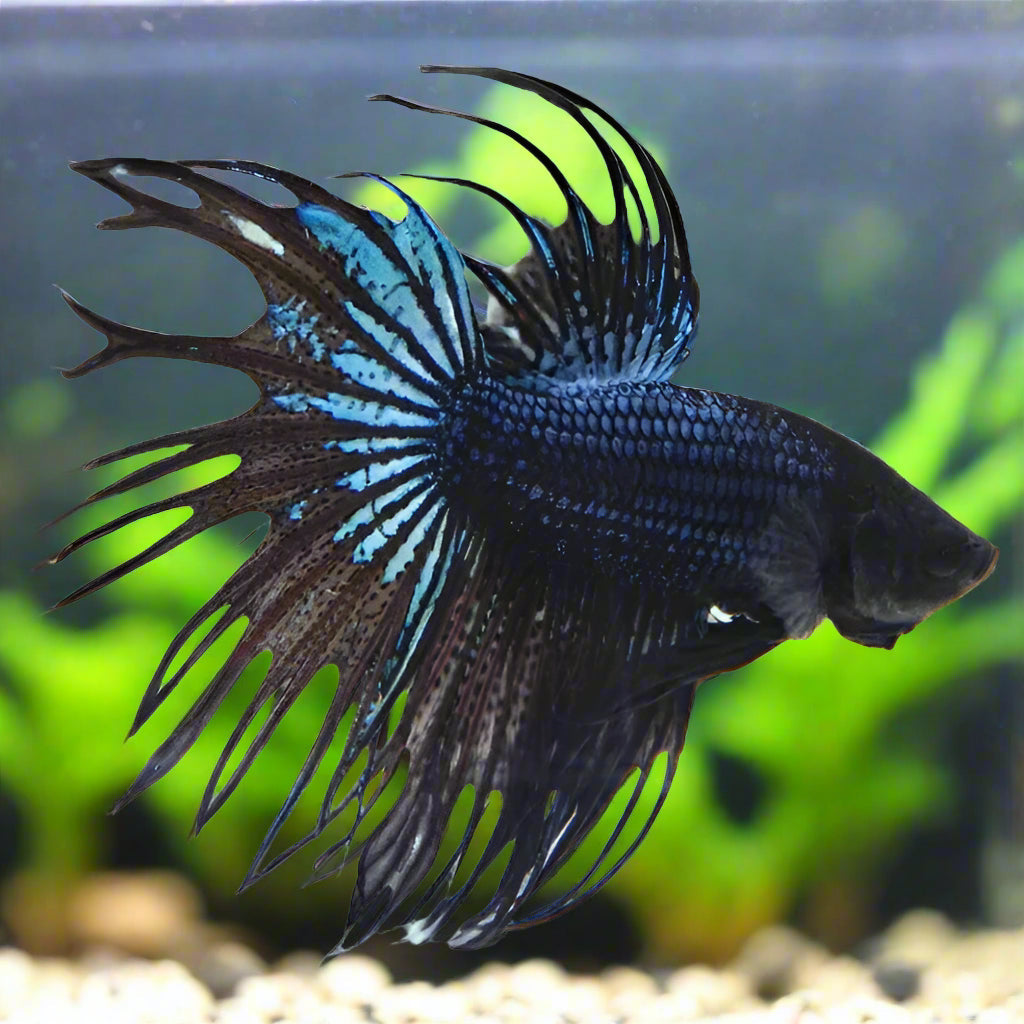 Black Orchid Crowntail Male Betta (pack of 5) – Luxury Piscis & Tropics