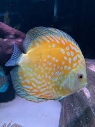 Discus - GOLDEN SUNRISE – Luxury Piscis & Tropics