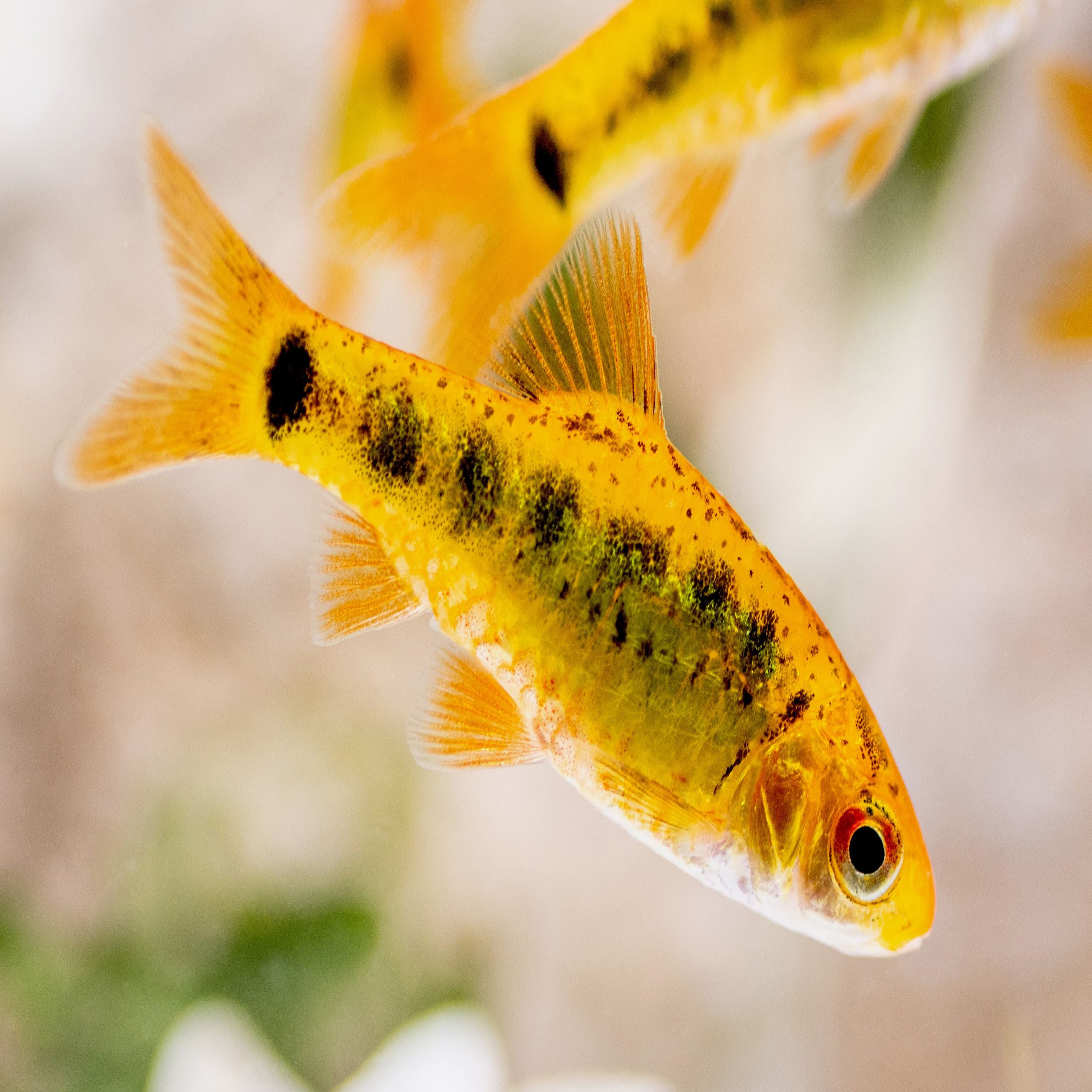 Aquarium Community Fish | GOLD ROSY BARB MALE – Luxury Piscis & Tropics