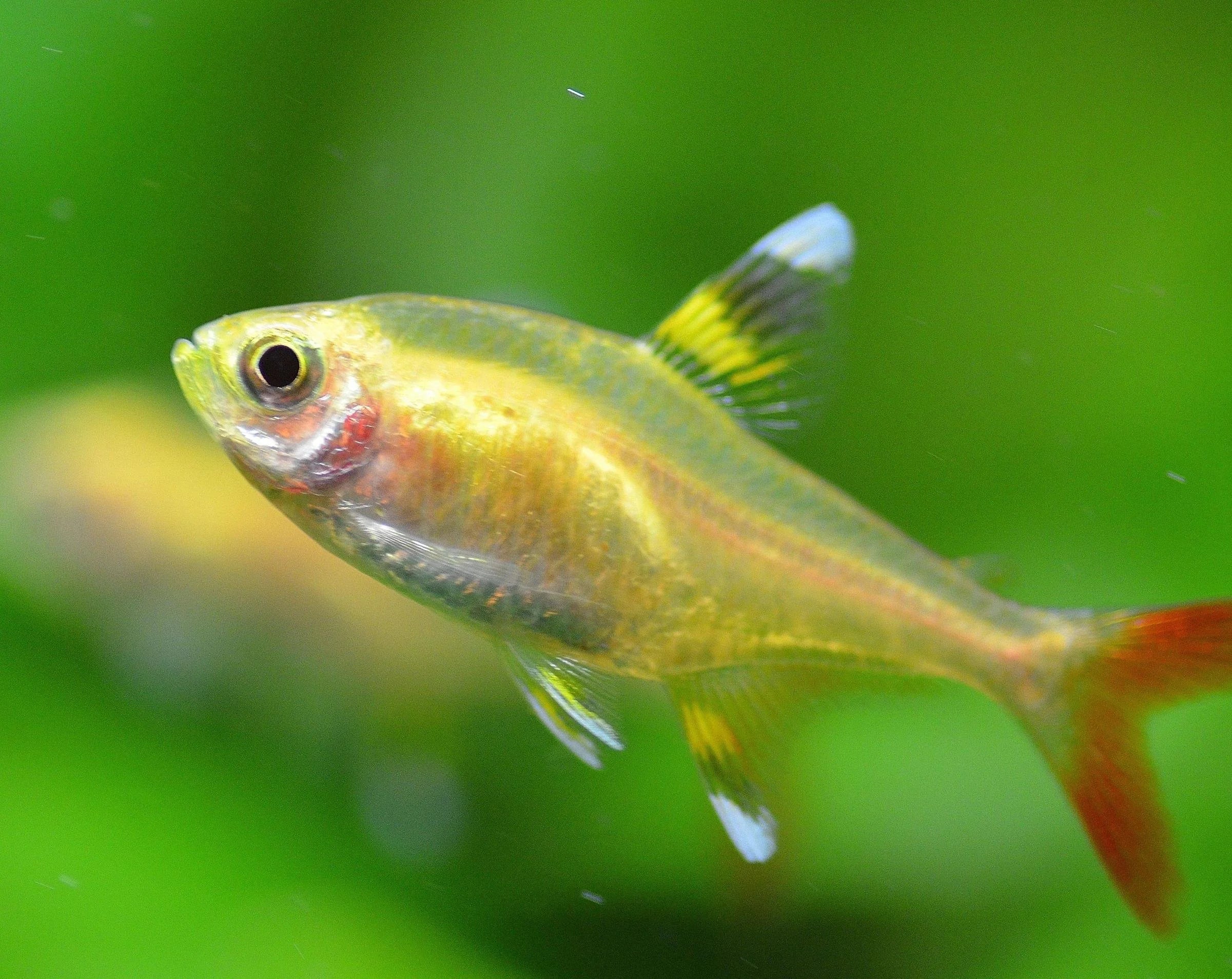 TETRA - GOLDEN PRISTELLA TETRA – Luxury Piscis & Tropics