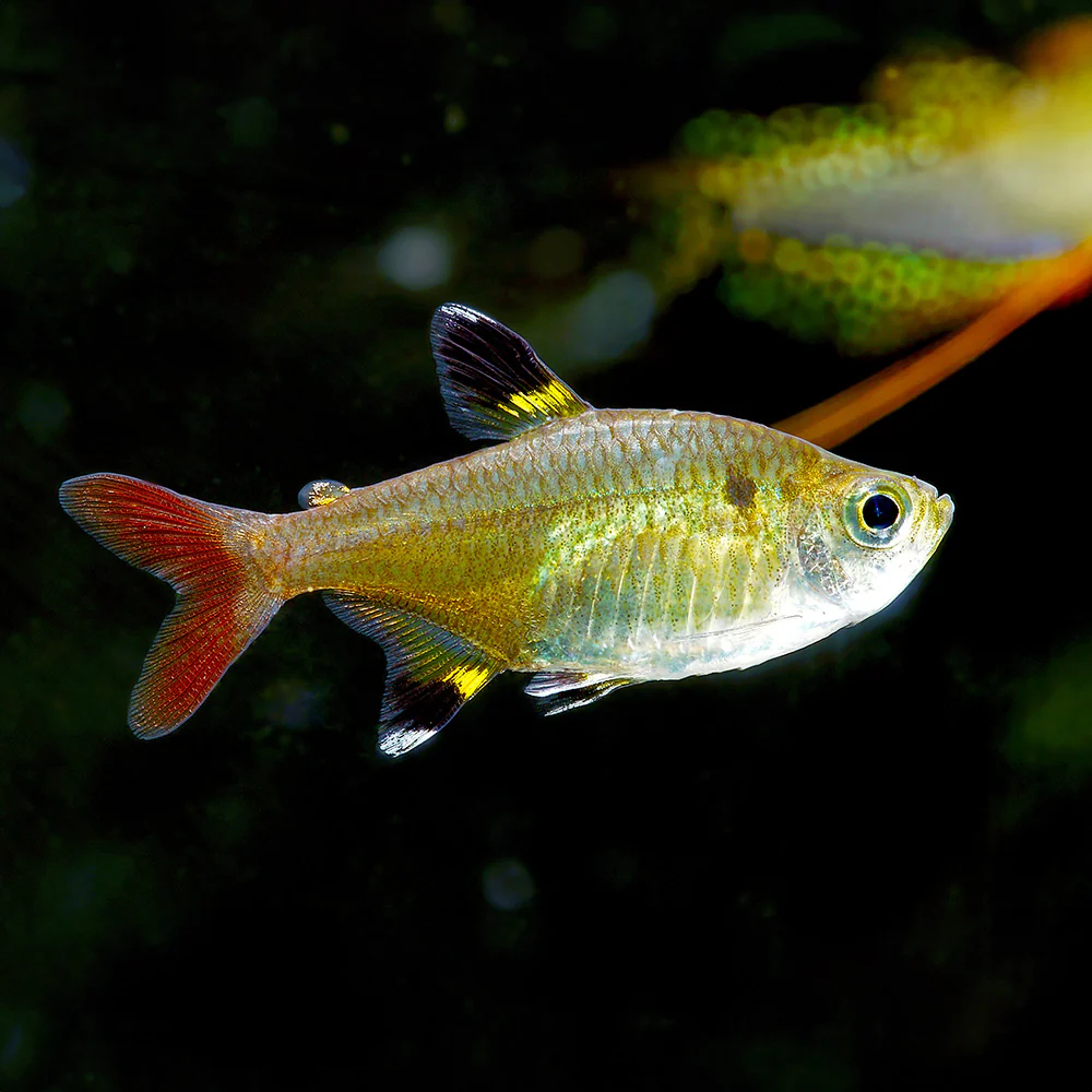 TETRA - X-RAY PRISTELLA TETRA – Luxury Piscis & Tropics