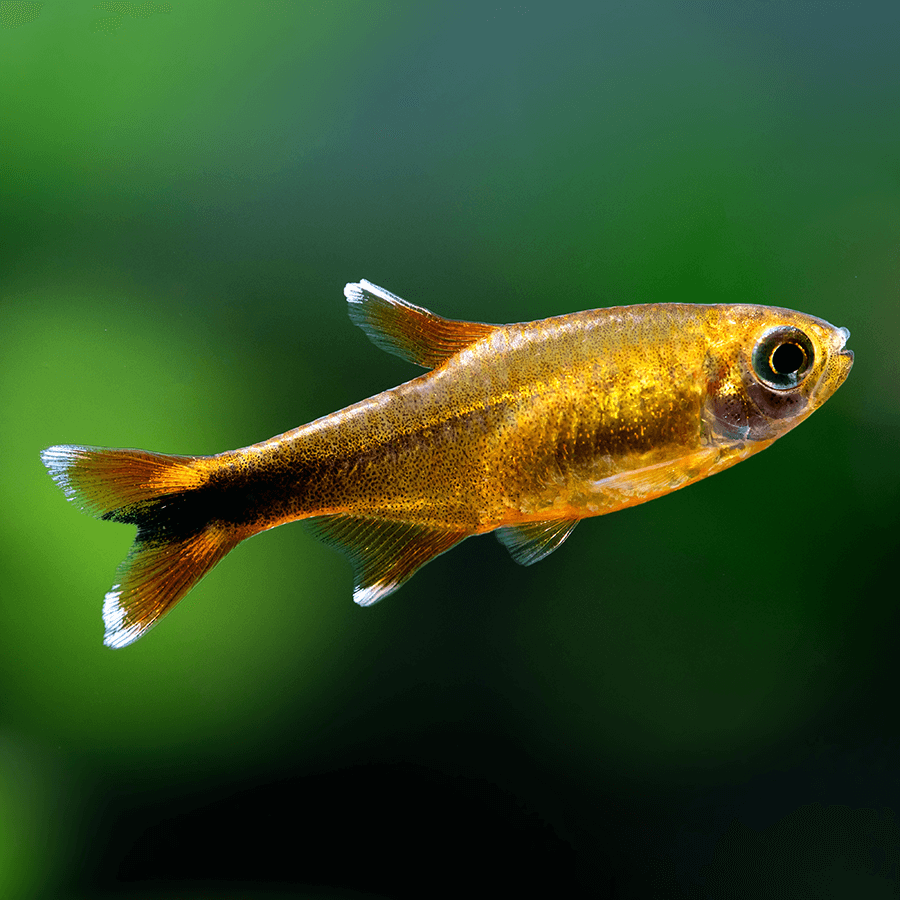 TETRA - SILVER TIP – Luxury Piscis & Tropics