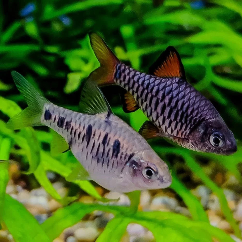 CHECKERED BARB | Wholesale Imports – Luxury Piscis & Tropics