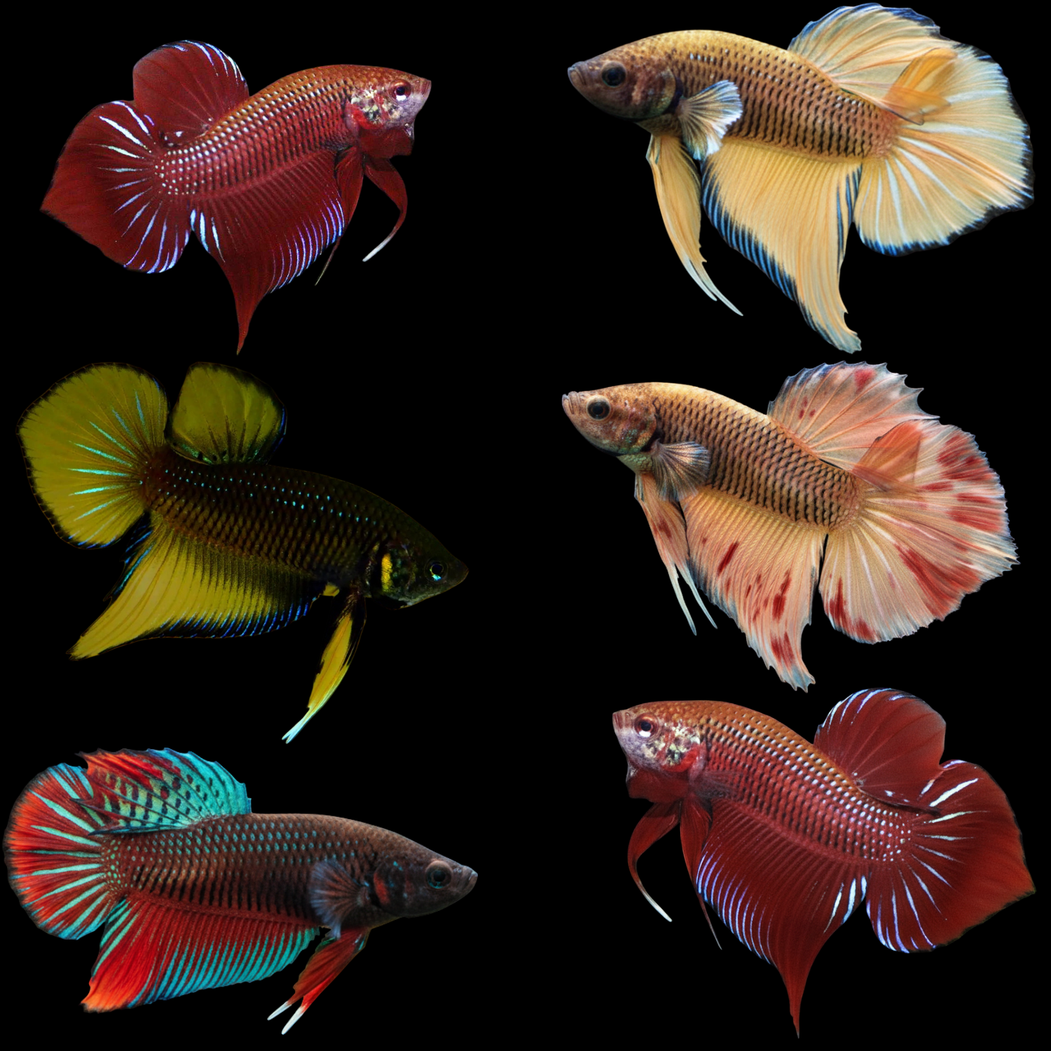 Mix Color Splendens Wild Male Betta (pack of 5) – Luxury Piscis & Tropics