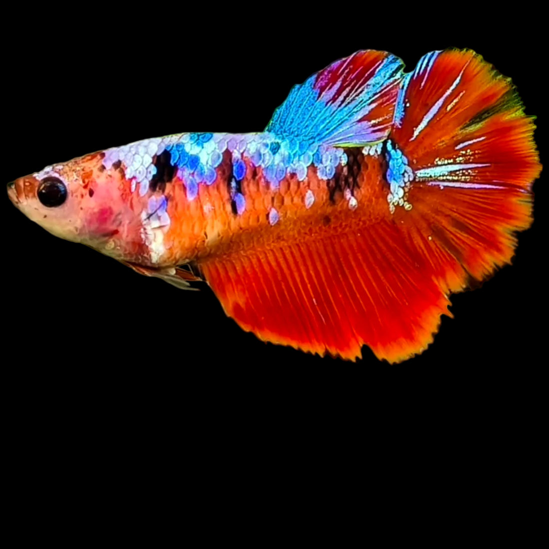 Red Galaxy Koi Halfmoon Female Betta (pack of 5) – Luxury Piscis & Tropics