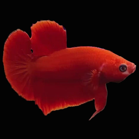 Super Red Plakat Male Betta (pack of 5) – Luxury Piscis & Tropics