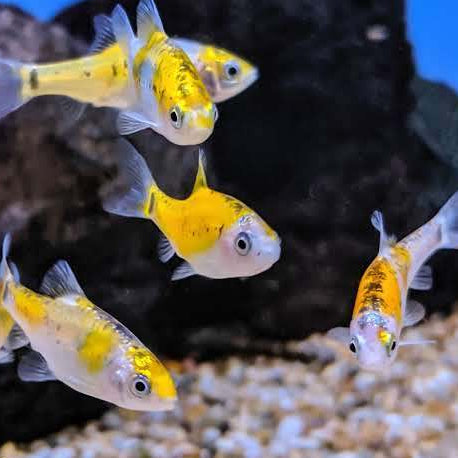 Community Aquarium Fish | TRI-COLOR BARB – Luxury Piscis & Tropics